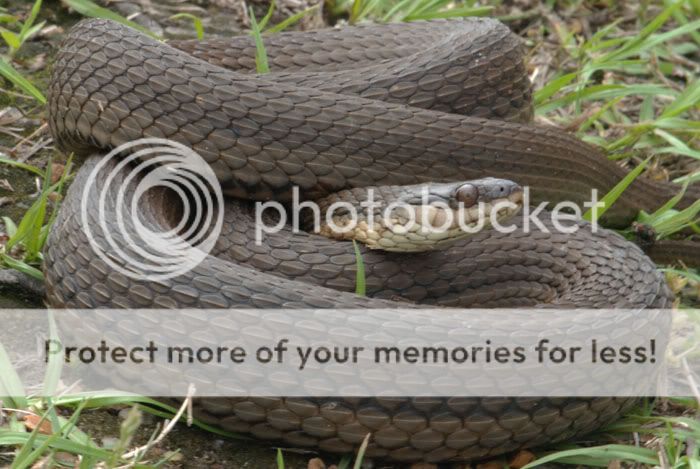 Crayfish snakes - Field Herp Forum